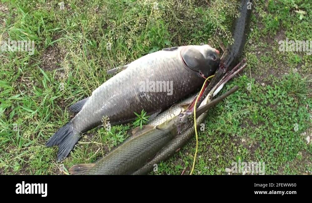 Unusual Stock Videos & Footage - HD and 4K Video Clips - Alamy