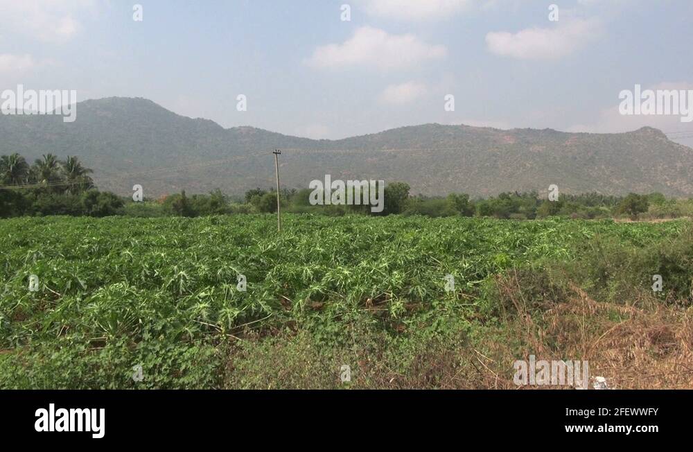 Papaya crops Stock Videos & Footage - HD and 4K Video Clips - Alamy
