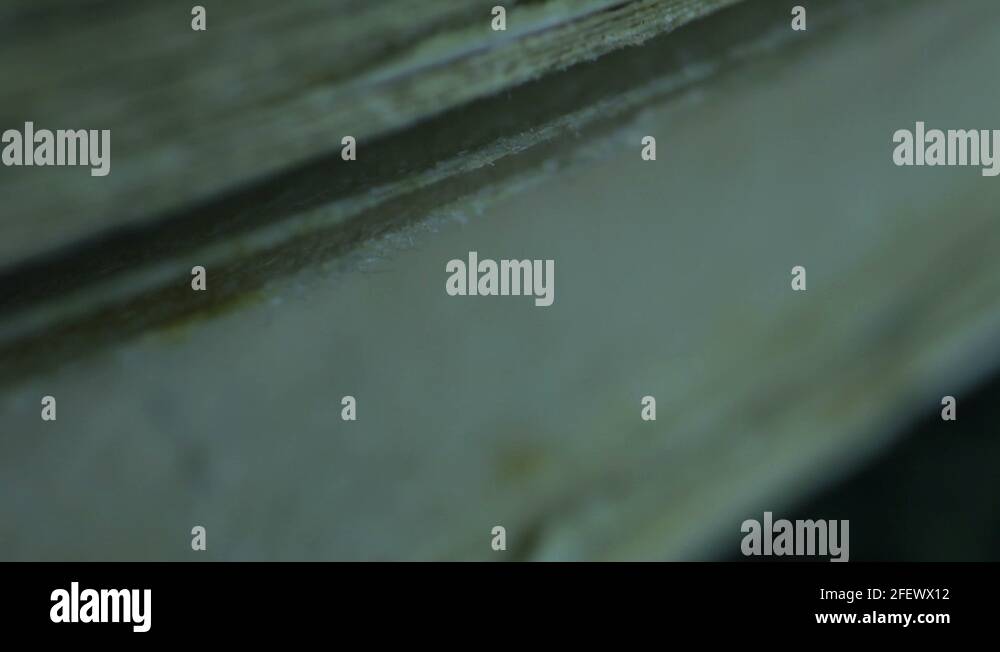 Book paper texture Stock Videos & Footage - HD and 4K Video Clips - Alamy