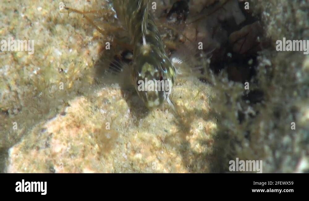 Armor fish Stock Videos & Footage - HD and 4K Video Clips - Alamy