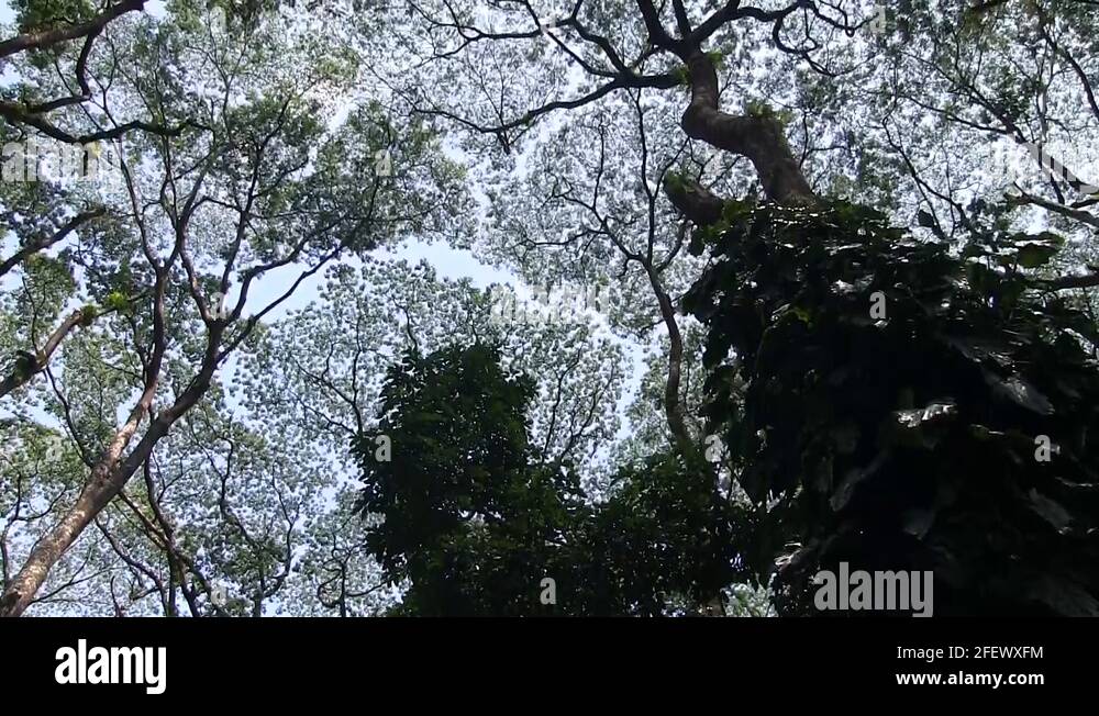 Vines tree canopy trees Stock Videos & Footage - HD and 4K Video Clips ...