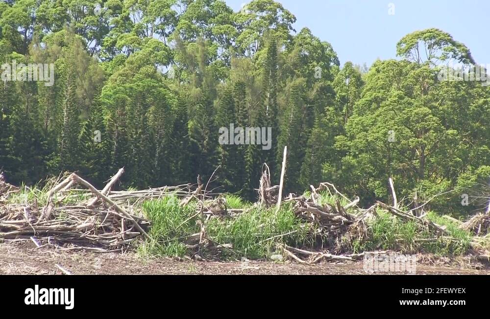 Deforestation farming Stock Videos & Footage - HD and 4K Video Clips ...