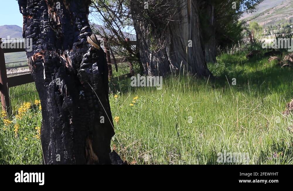 Burnt tree Stock Videos & Footage - HD and 4K Video Clips - Alamy
