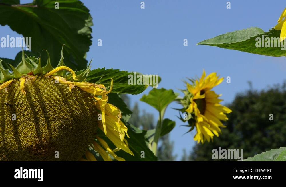 Move sunflower Stock Videos & Footage - HD and 4K Video Clips - Alamy