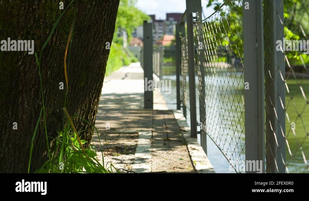 Tree growing beside water Stock Videos & Footage - HD and 4K Video ...