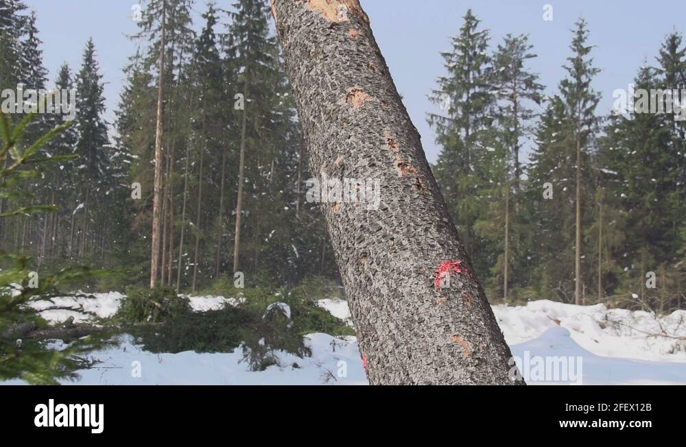 Tree falling down Stock Videos & Footage - HD and 4K Video Clips - Alamy