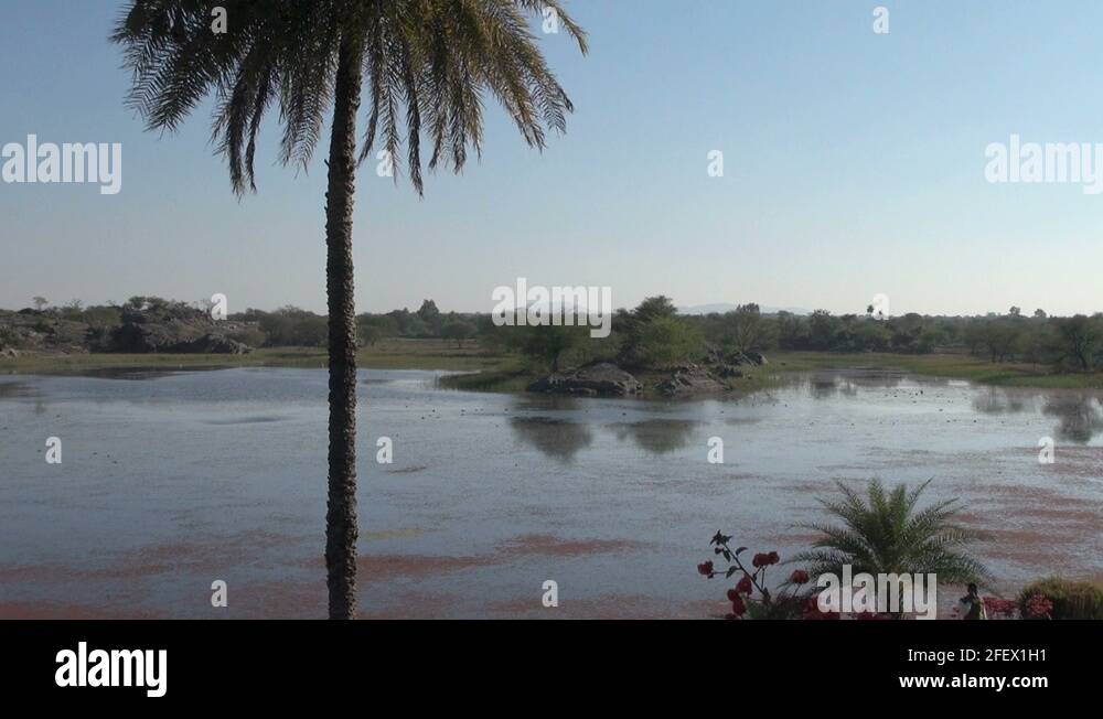 India Rajasthan Deogarh Fort Seengh Sagar pond and palm tree Stock ...
