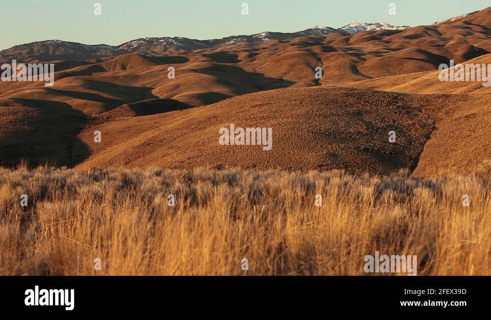 Native grass grass Stock Videos & Footage - HD and 4K Video Clips - Alamy