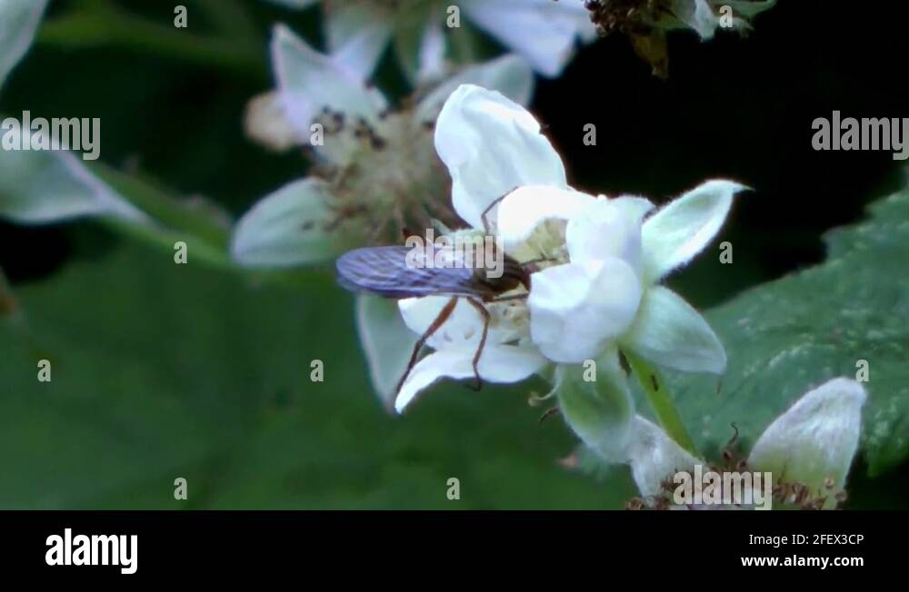 Insect pets Stock Videos & Footage - HD and 4K Video Clips - Alamy