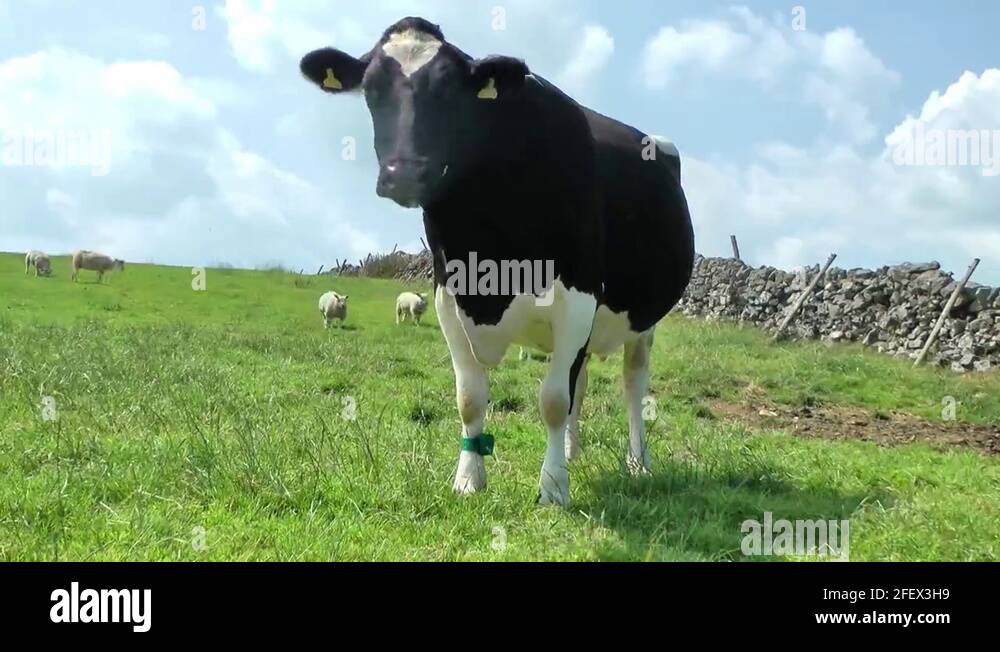 British beef cattle Stock Videos & Footage - HD and 4K Video Clips - Alamy