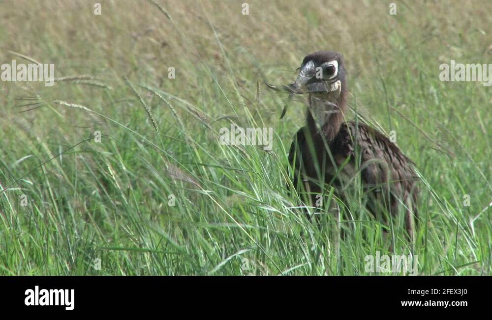 Injured beak Stock Videos & Footage - HD and 4K Video Clips - Alamy