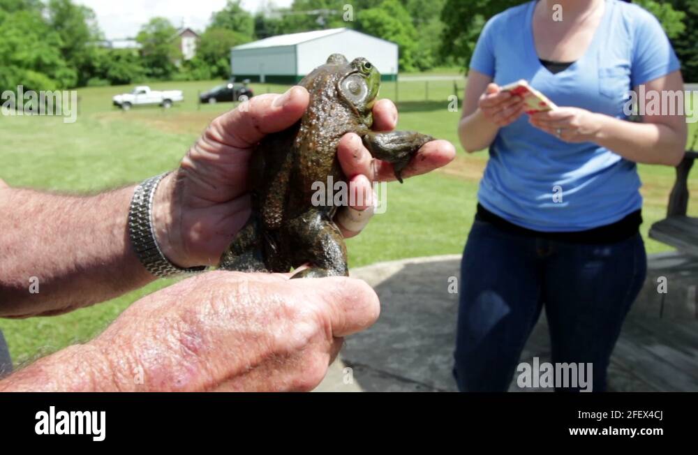 Large frog Stock Videos & Footage - HD and 4K Video Clips - Alamy