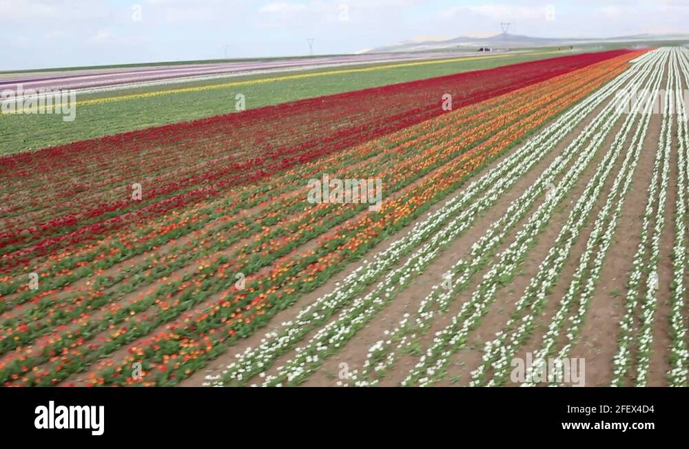 Spring tulip display Stock Videos & Footage - HD and 4K Video Clips - Alamy