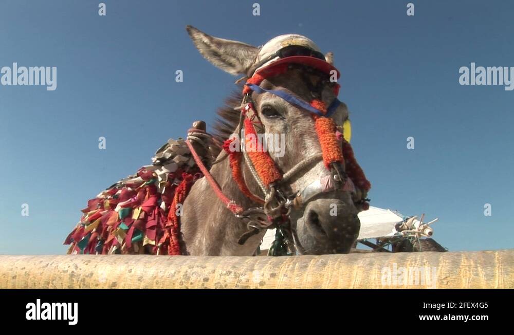 Donkey Stock Videos & Footage - HD and 4K Video Clips - Alamy