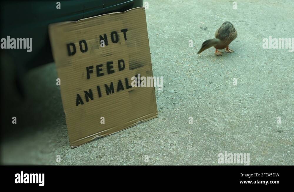 Ironic Stock Videos & Footage - HD and 4K Video Clips - Alamy