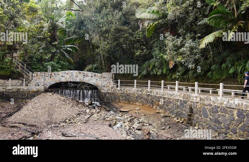 Rainforest restoration Stock Videos & Footage - HD and 4K Video Clips ...