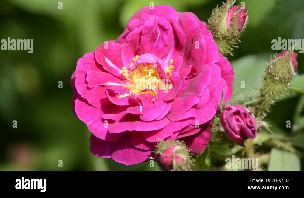 Species rose Stock Videos & Footage - HD and 4K Video Clips - Alamy