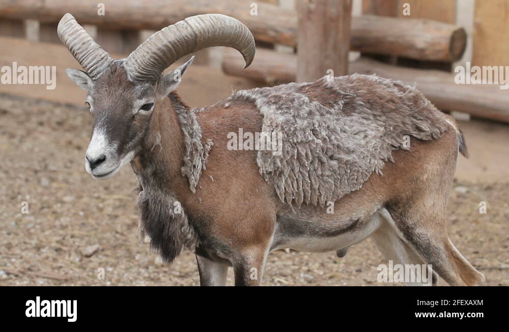Muflón Stock Videos & Footage - HD and 4K Video Clips - Alamy