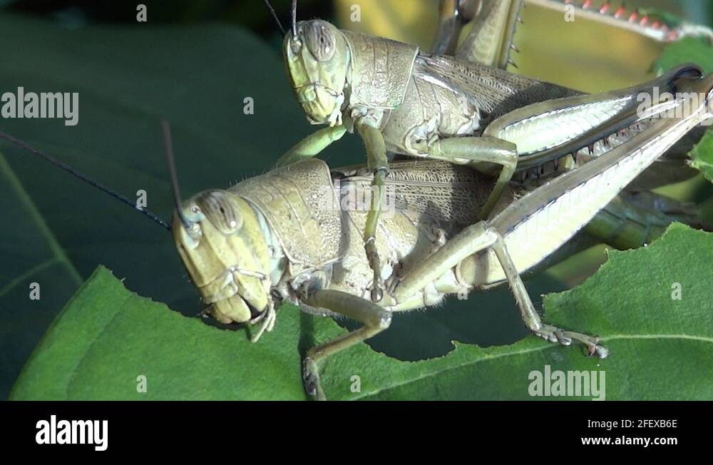 Grasshoppers breeding Stock Videos & Footage - HD and 4K Video Clips ...