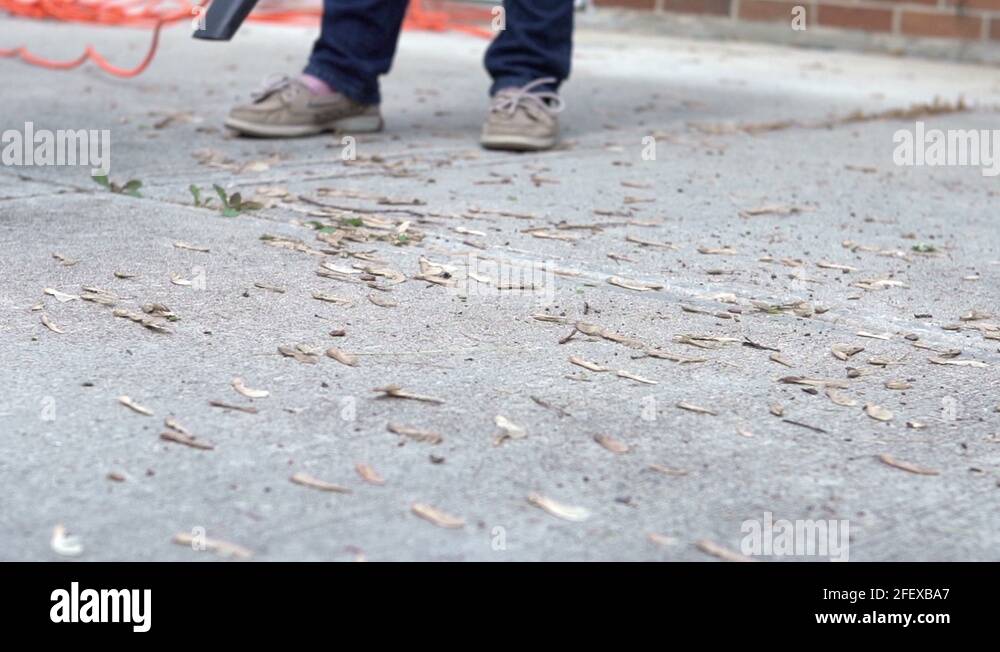 Maple tree seed Stock Videos & Footage - HD and 4K Video Clips - Alamy