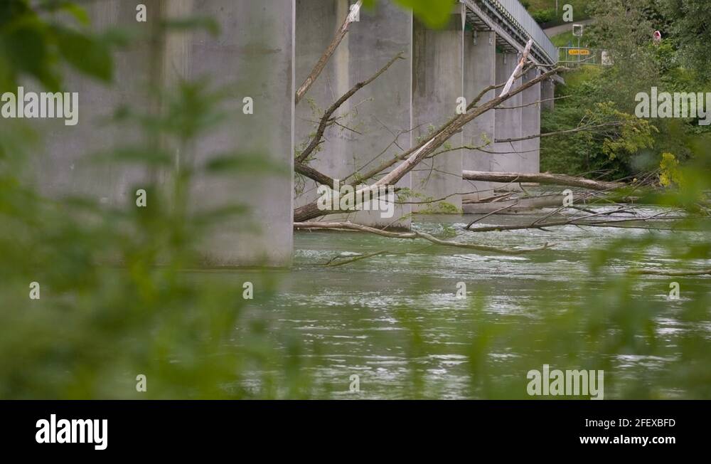 Dangerous river Sava carry trees get stuck under bridges Stock Video ...