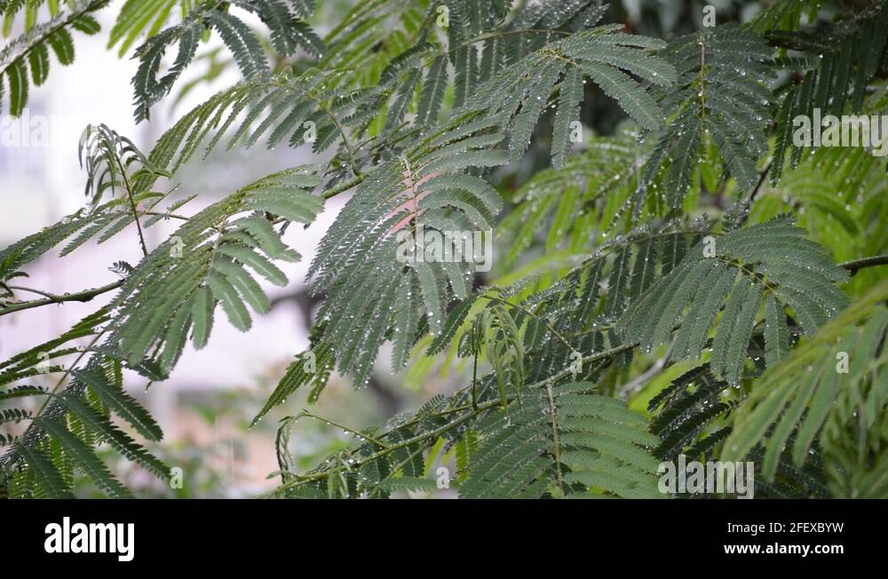 Acaciatree Stock Videos & Footage - HD and 4K Video Clips - Alamy