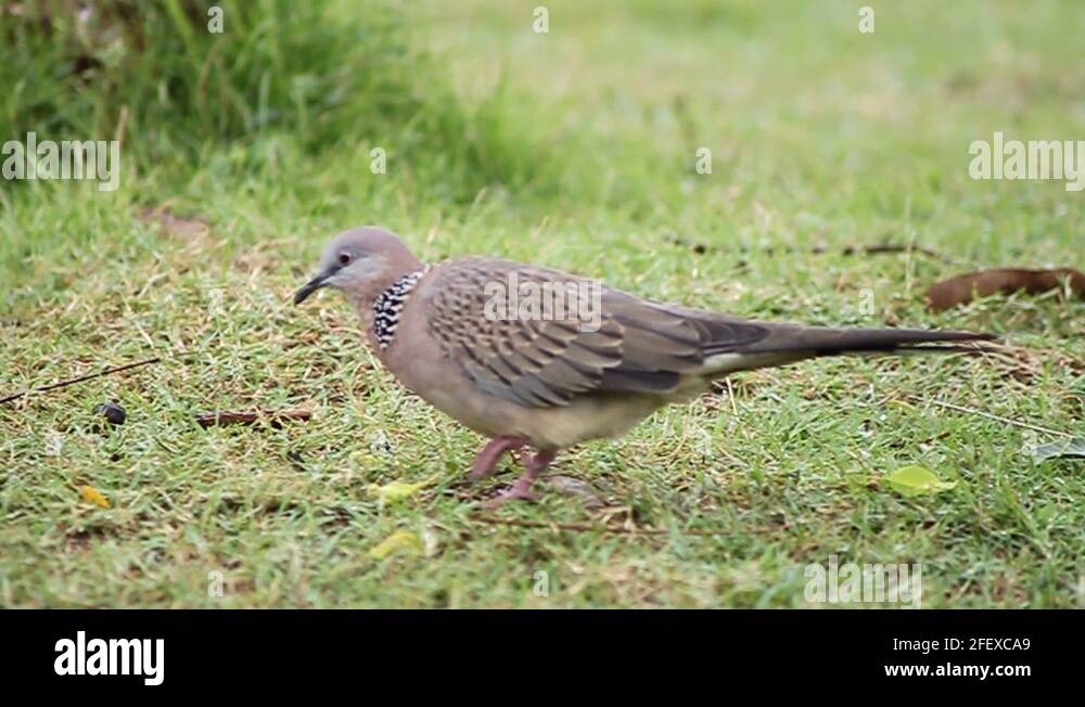 Tame dove Stock Videos & Footage - HD and 4K Video Clips - Alamy