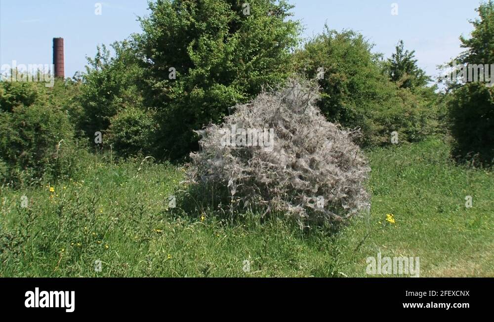 Hawthorn bush covered with silk web of Spindle moth larvae, Orchard ...