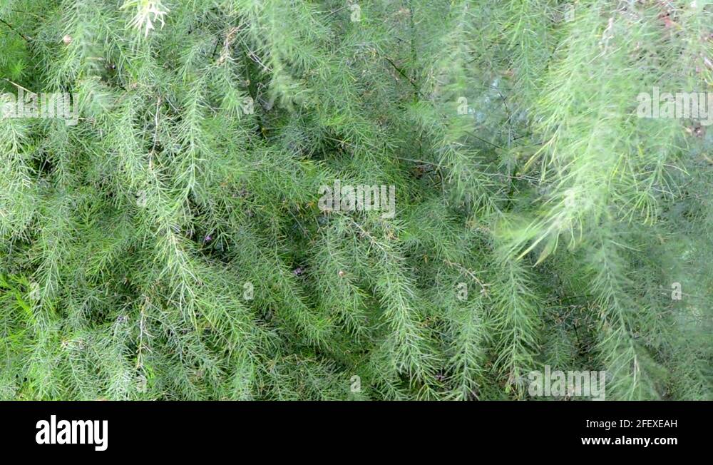 Asparagus herb Stock Videos & Footage - HD and 4K Video Clips - Alamy