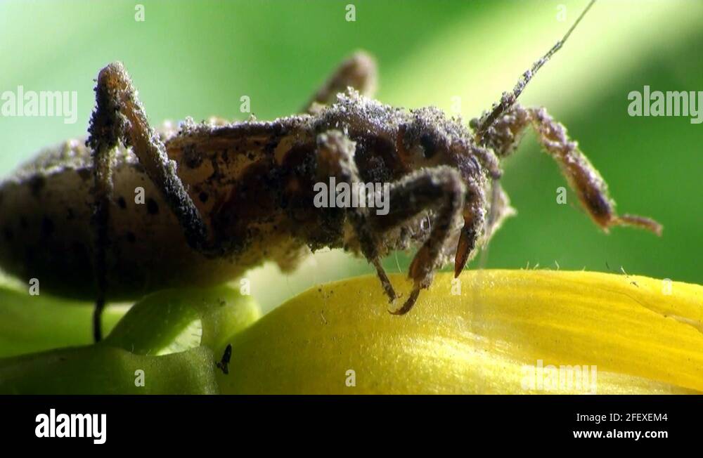 Mirid capsid bug miridae species Stock Videos & Footage - HD and 4K ...
