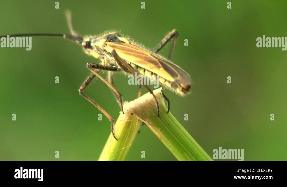 Mirid bug Stock Videos & Footage - HD and 4K Video Clips - Alamy