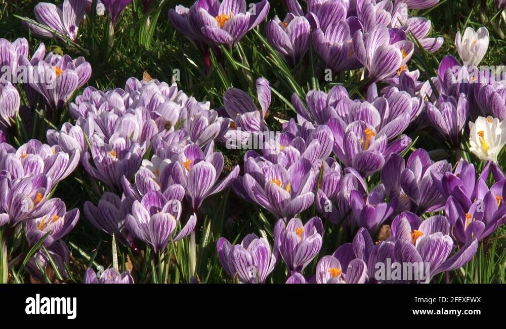 Field insects Stock Videos & Footage - HD and 4K Video Clips - Alamy