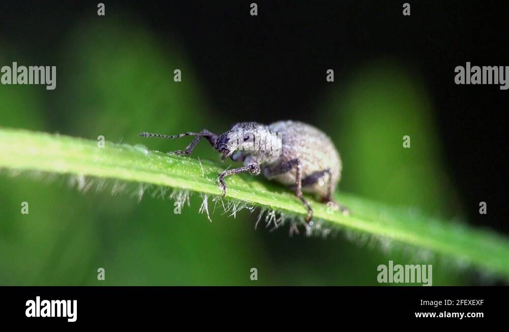 Weevil head Stock Videos & Footage - HD and 4K Video Clips - Alamy