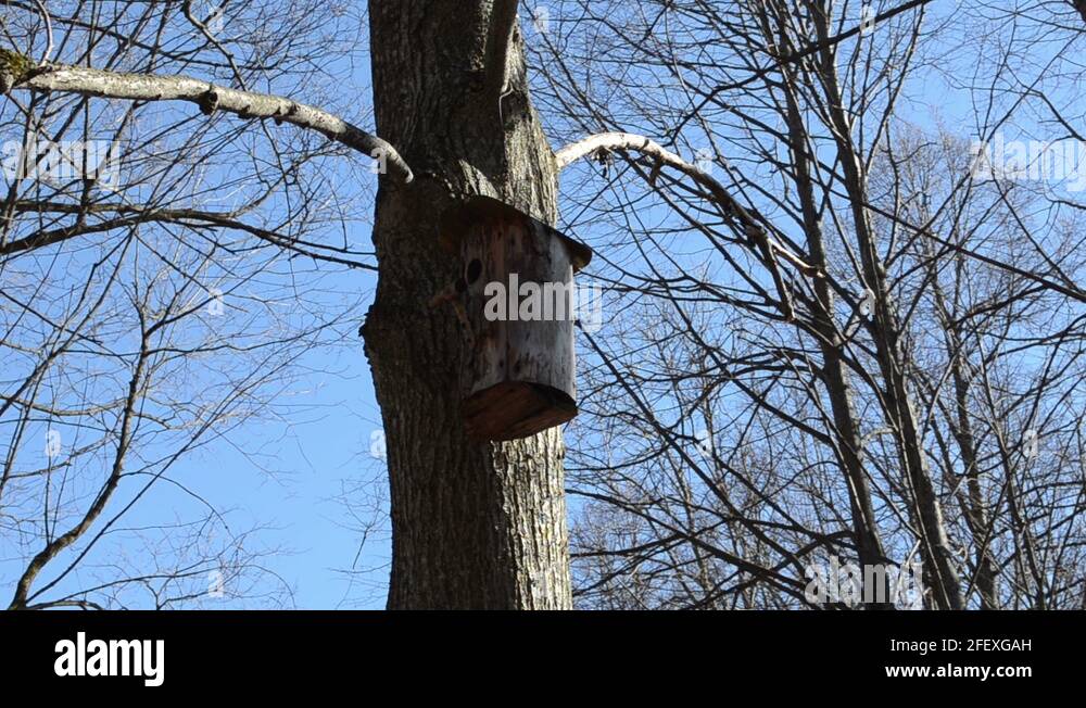 White box tree bark Stock Videos & Footage - HD and 4K Video Clips - Alamy
