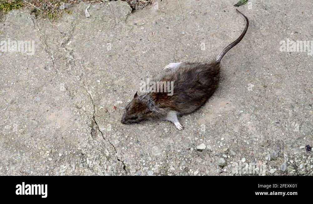 hand put dead big rat lying on concrete cellar basement stair Stock ...