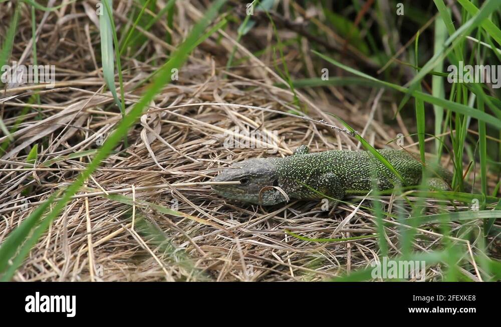 Reptile phobia Stock Videos & Footage - HD and 4K Video Clips - Alamy Reptile phobia Stock Videos & Footage - HD and 4K Video Clips - Alamy