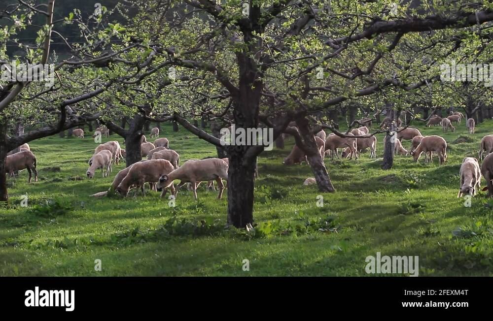 Sheep orchard Stock Videos & Footage - HD and 4K Video Clips - Alamy