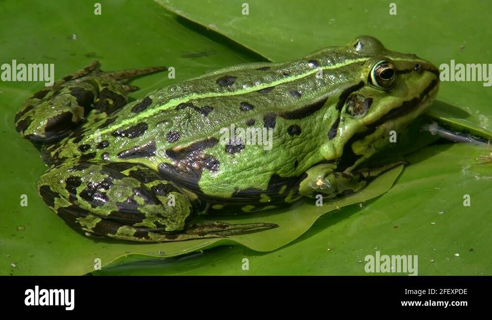 Rana lessonae green frog Stock Videos & Footage - HD and 4K Video Clips ...