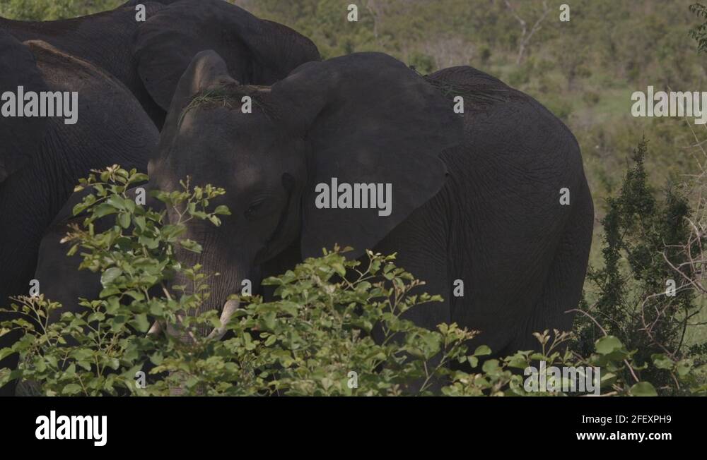 Shade of elephant Stock Videos & Footage - HD and 4K Video Clips - Alamy