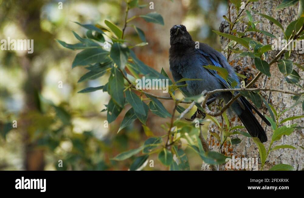 Steller's jay Stock Videos & Footage - HD and 4K Video Clips - Alamy