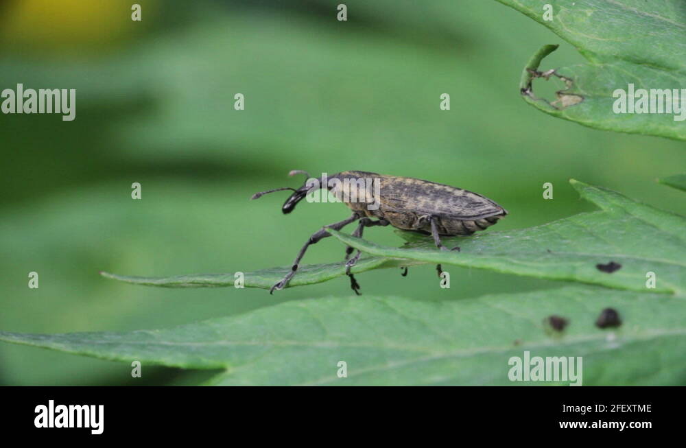 Weevil beetle Stock Videos & Footage - HD and 4K Video Clips - Alamy