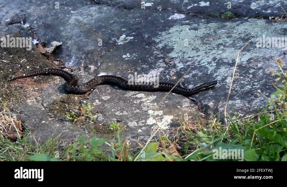 Poisonous adder Stock Videos & Footage - HD and 4K Video Clips - Alamy