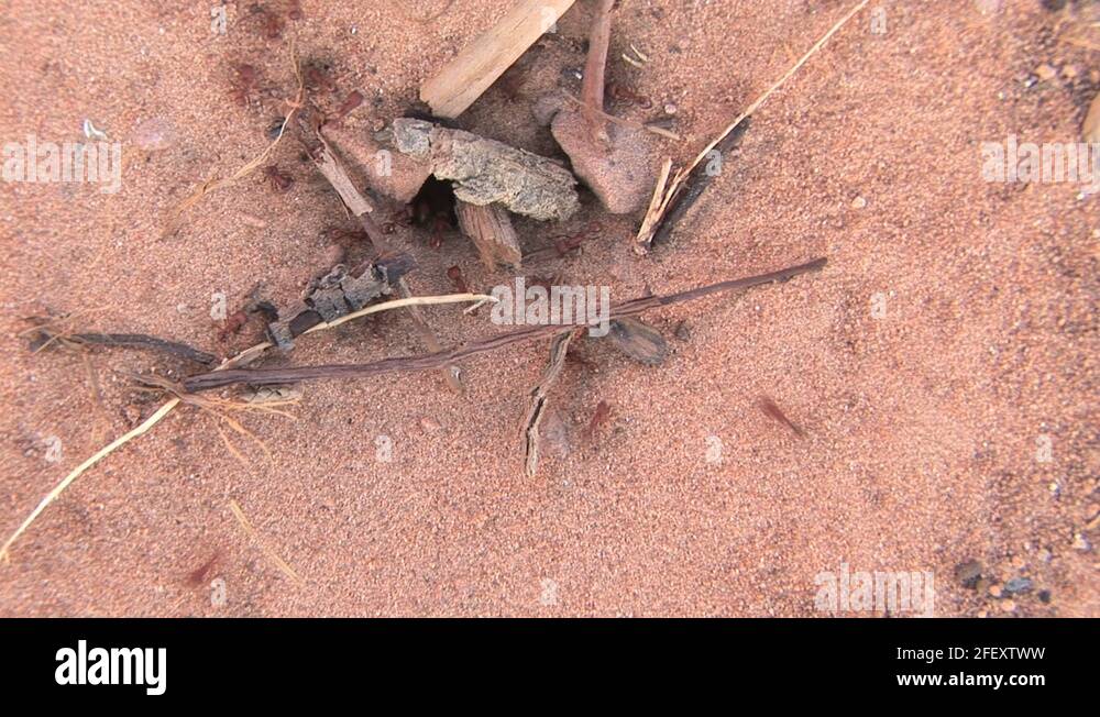Desert ant hill Stock Videos & Footage - HD and 4K Video Clips - Alamy