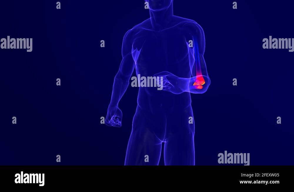 Human skeleton arm elbow anatomy Stock Videos & Footage - HD and 4K ...