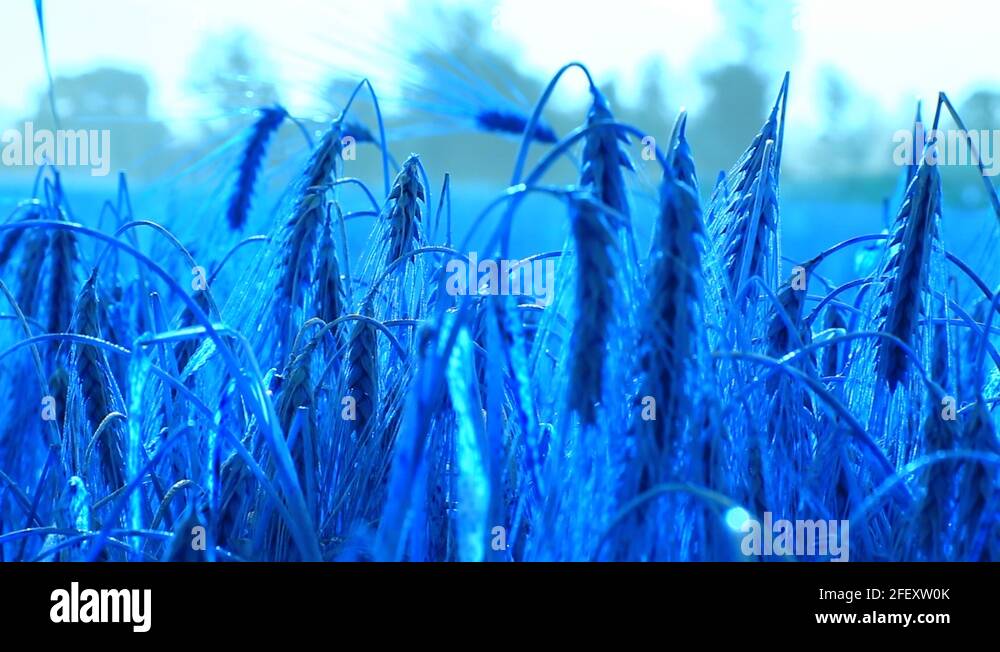 Blue barley Stock Videos & Footage - HD and 4K Video Clips - Alamy