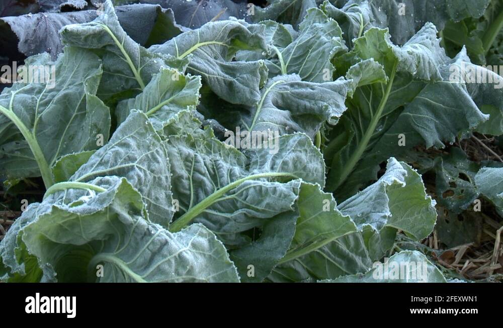 Vegetables in frost Stock Videos & Footage - HD and 4K Video Clips - Alamy