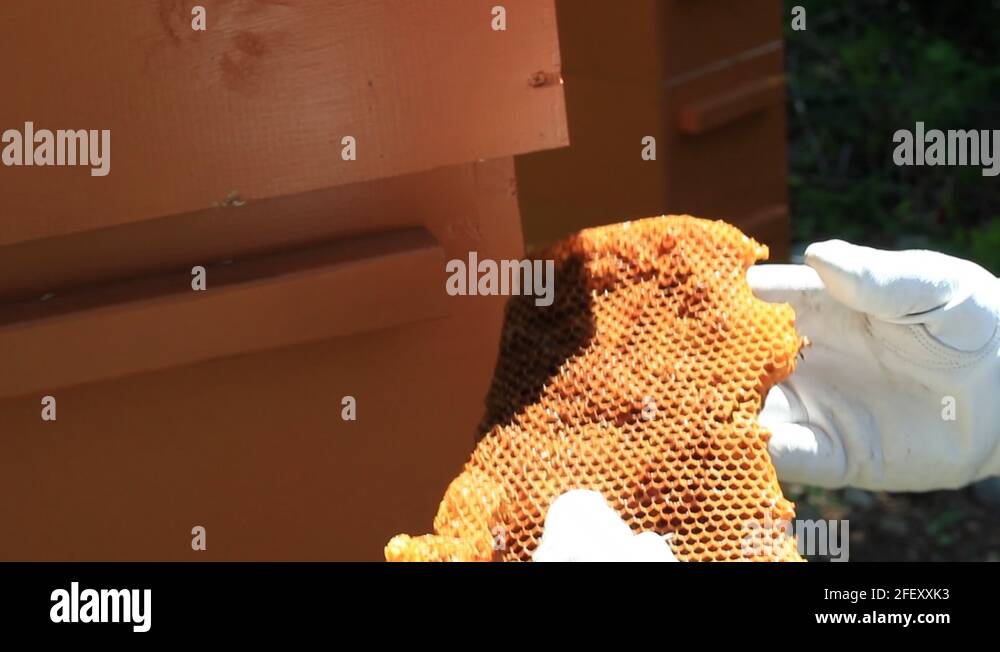 Inspecting insects Stock Videos & Footage - HD and 4K Video Clips - Alamy