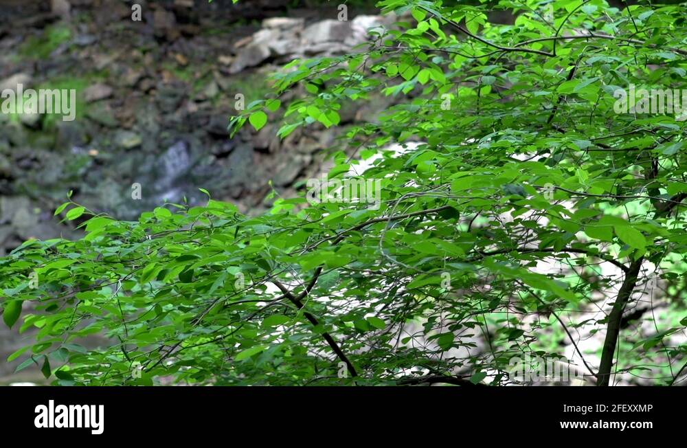 Secret nature spot Stock Videos & Footage - HD and 4K Video Clips - Alamy