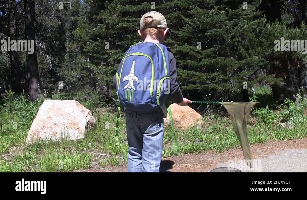 Hunter butterfly Stock Videos & Footage - HD and 4K Video Clips - Alamy