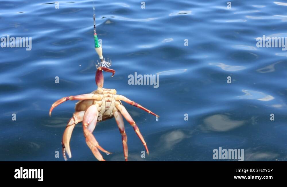 Squid hook Stock Videos & Footage - HD and 4K Video Clips - Alamy